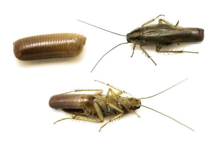 Cockroaches in Las Vegas, NV | Las Vegas Pest Control