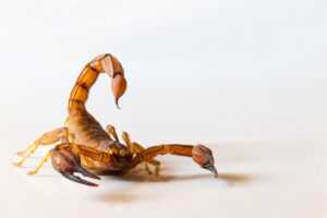 Essential Facts About the Arizona Bark Scorpion: Las Vegas Pest